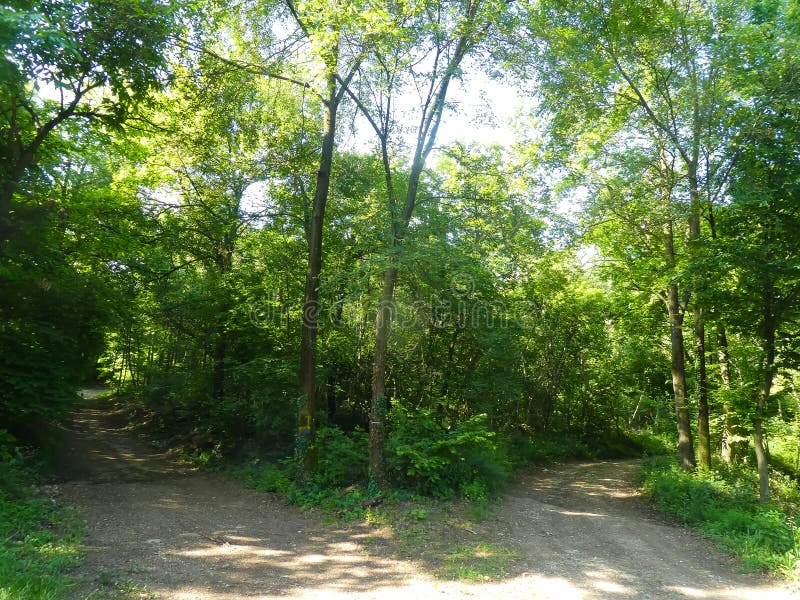 Two Paths To the Right and Left in the Woods and You Have To Choose ...
