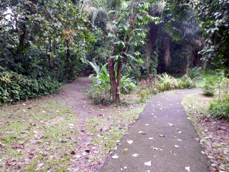 Two pathways stock image. Image of view, trees, outdoors - 159246901