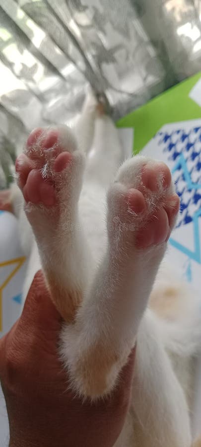 Two paws the white cats stock photo. Image of finger - 261860950