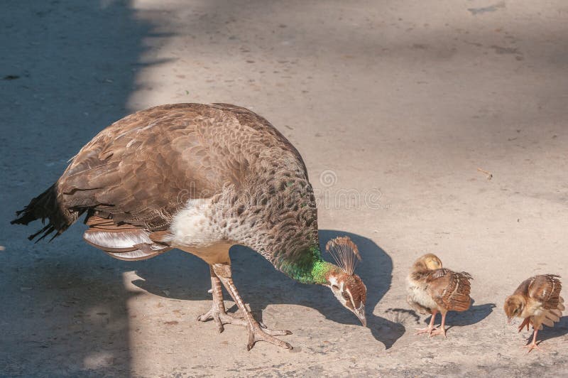 Female Royal Peahen with Peachick Stock Photo - Image of immature ...