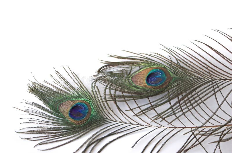 Peacock feather stock photo. Image of colorful, elegance - 14290352
