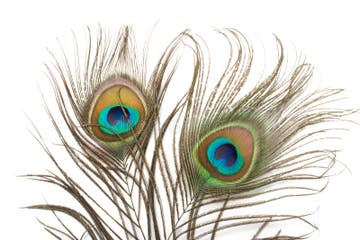 Two Peacock Feathers Close Up Stock Image - Image of quill, peacock ...