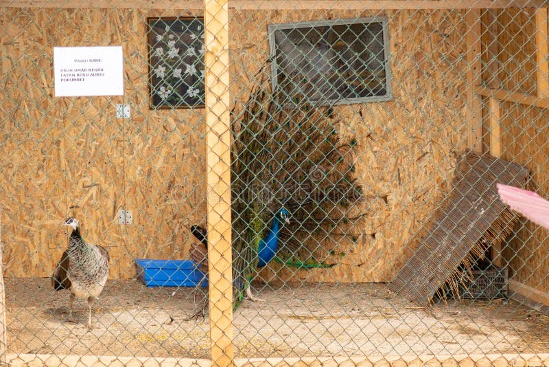 Two Peacock Inside the Zoo Cage Stock Image - Image of male, central ...