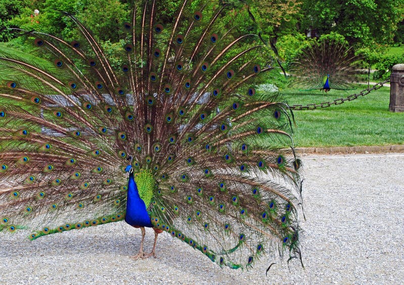 455 Two Peacocks Stock Photos - Free & Royalty-Free Stock Photos from ...