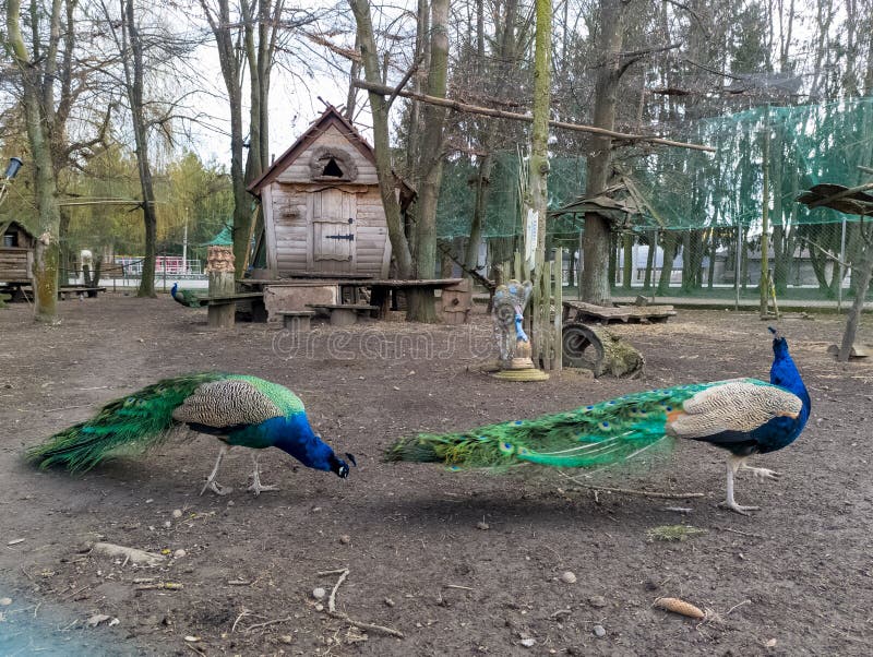 Two Peacocks are Standing in the Dirt Near a Wooden Structure Stock ...