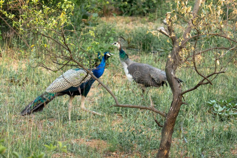 Two Peacocks Strolling Together in a Forest Meadow Stock Photo - Image ...