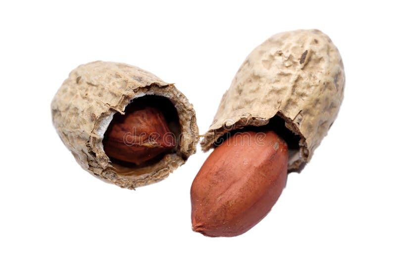 Two peanuts in a shell stock photo. Image of peanuts, objects - 174054