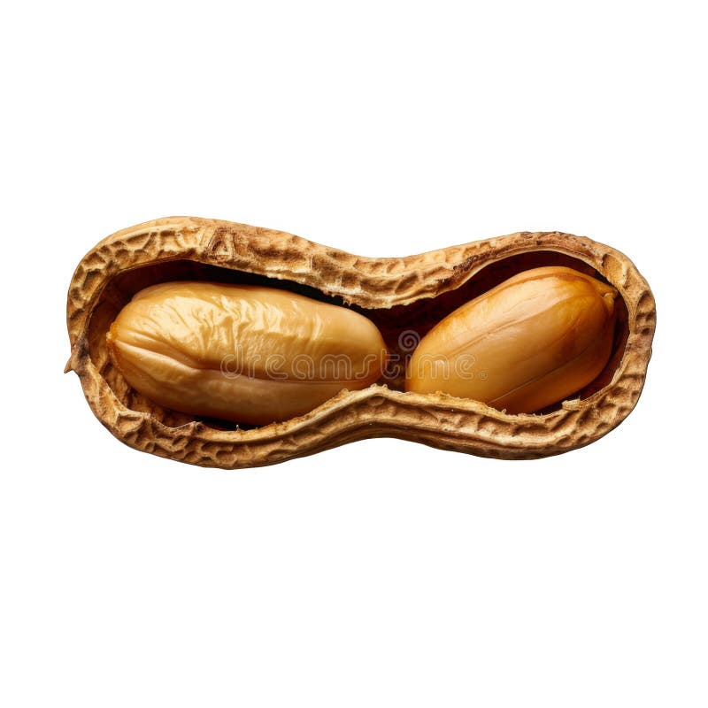 Two Peanuts Inside a Cracked Shell Stock Illustration - Illustration of ...