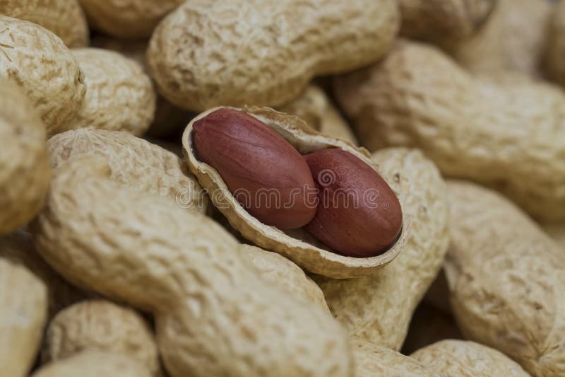 Two Peanuts in open shell stock photo. Image of ground - 48380338