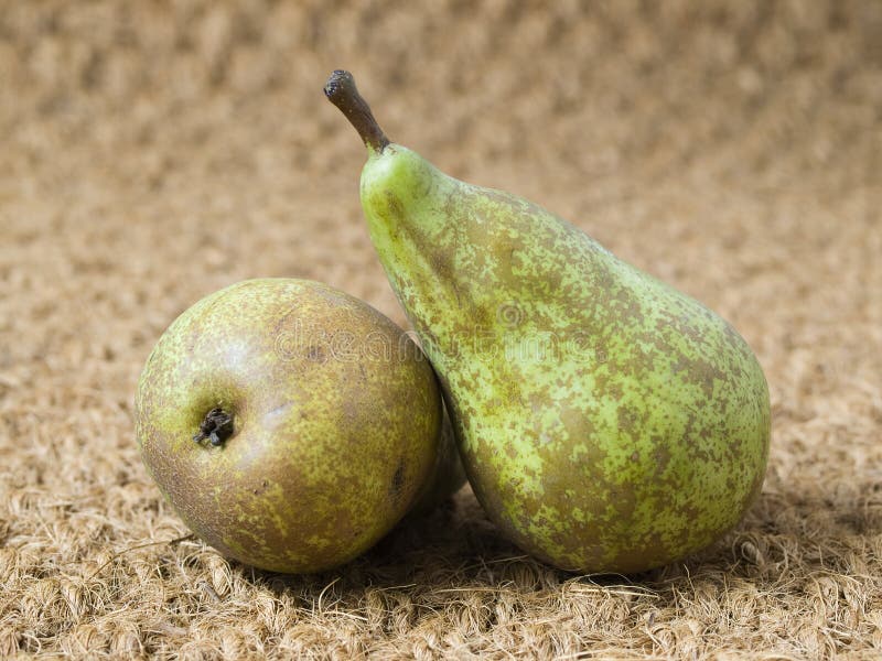 Two pears stock photo. Image of composition, life, eating - 27913124