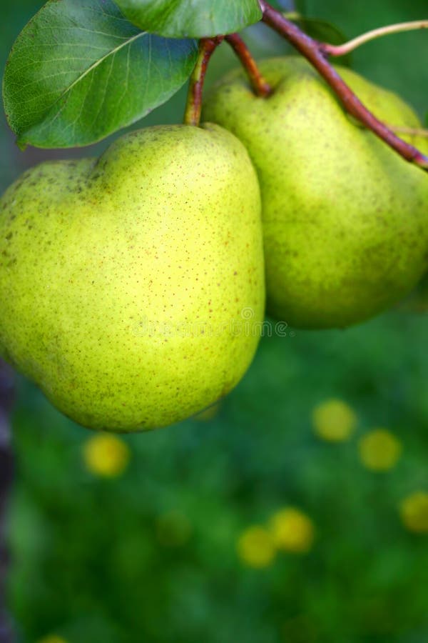 Two Pears stock photo. Image of color, fruits, background - 22608