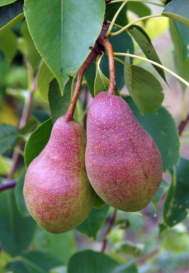 Two pears on a branch stock image. Image of leaves, crop - 190425435