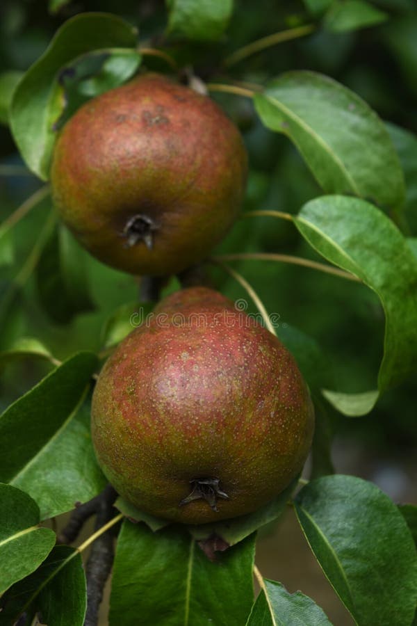 Two Pears Growing on a Pear Tree in the Northeast Stock Photo - Image ...