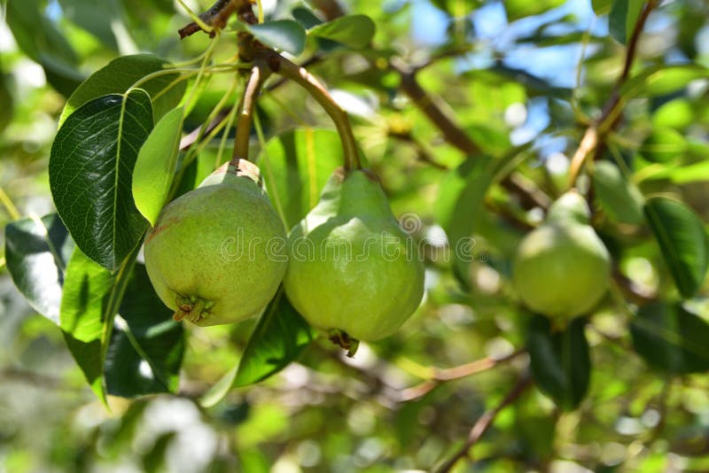 Pair of Pears stock image. Image of isolated, fresh - 105560333