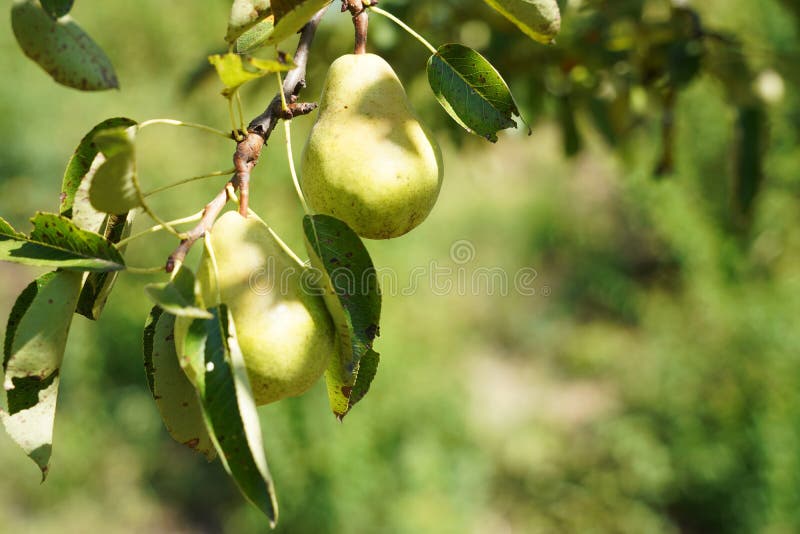 Herr Ribbeck Stock Photos - Free & Royalty-Free Stock Photos from ...