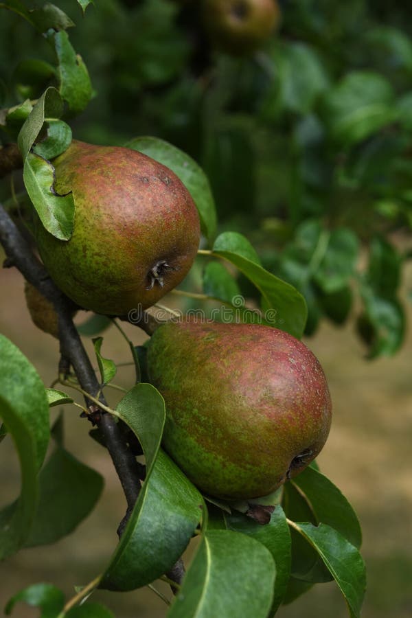 Two Pears Hanging from a Branch on a Pear Tree Stock Photo - Image of ...