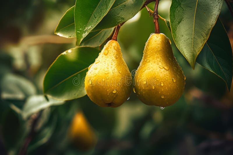 Two Pears Hanging from Tree with Water Droplets on Them. Generative AI ...