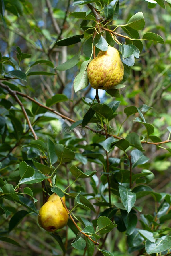 Pears in a Pear Tree Illuminated by Natural Light Stock Image - Image ...