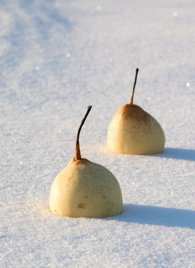 Two pears in the snow stock image. Image of outdoor - 117159577