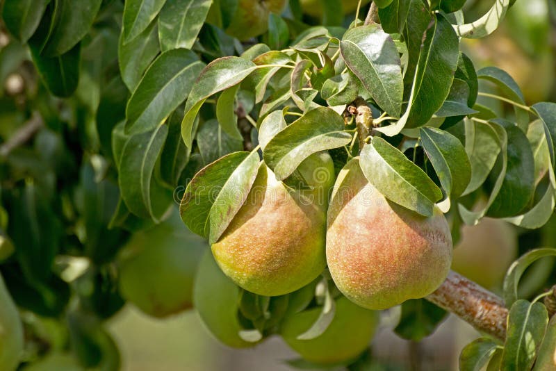 Two Pears on Tree stock photo. Image of daylight, outside - 26797728