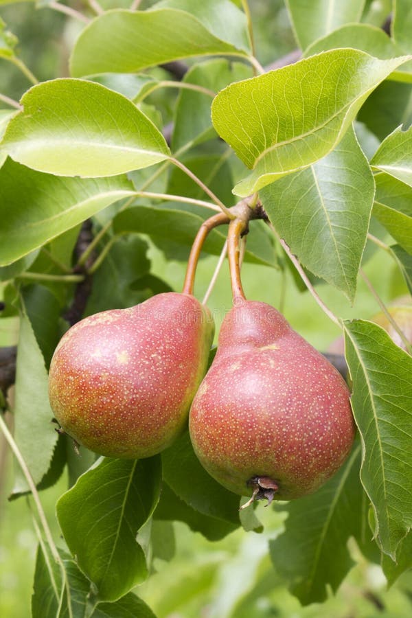 Two pears on a tree branch stock photo. Image of food - 26037500
