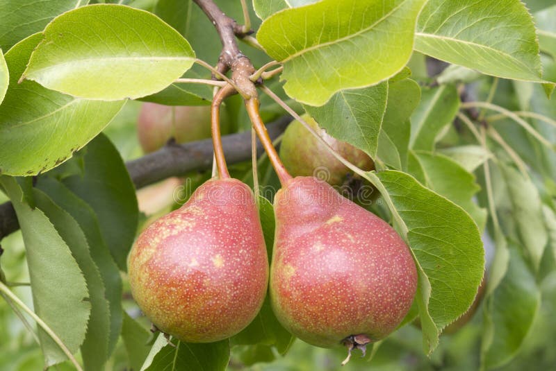 Two pears on a tree branch stock photo. Image of vitamin - 26037506