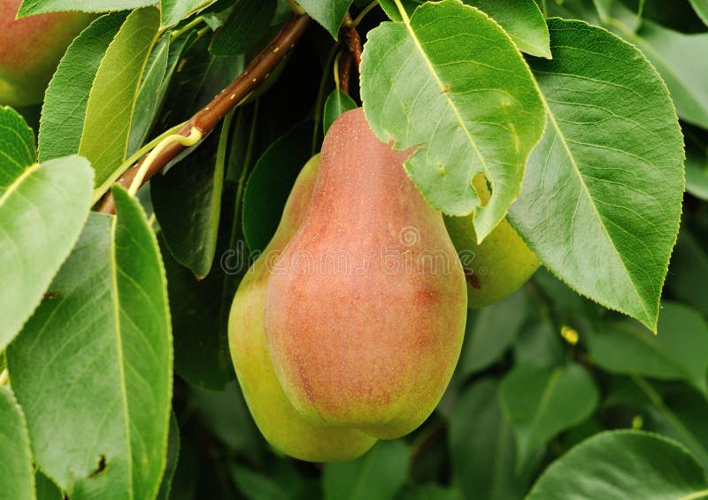 Two pears on the tree stock photo. Image of season, yellow - 43649314