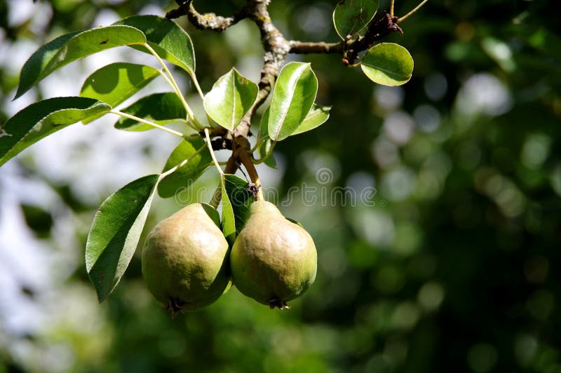 Two Pears on a Branch in an Early RÃ¼pelig Phase with a Blurred ...