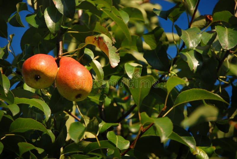 Two pears on a tree stock photo. Image of nutrition - 148506688