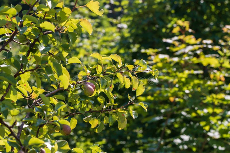 Two Pears on a Tree. There are Green Leaves Around Stock Image - Image ...