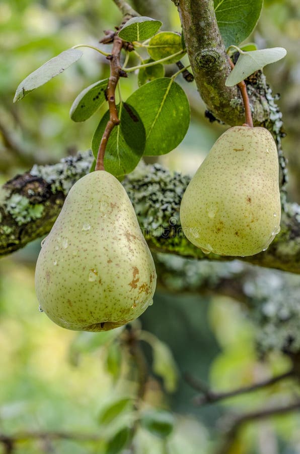Two pears stock image. Image of nature, food, snack - 117746427