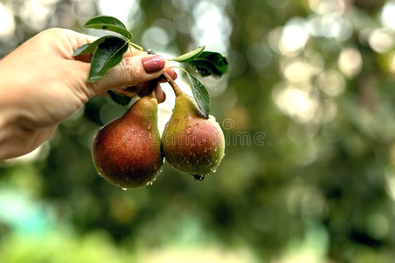 Two Pears with Water Drops are Held by a Hand. Close-up Stock Photo ...