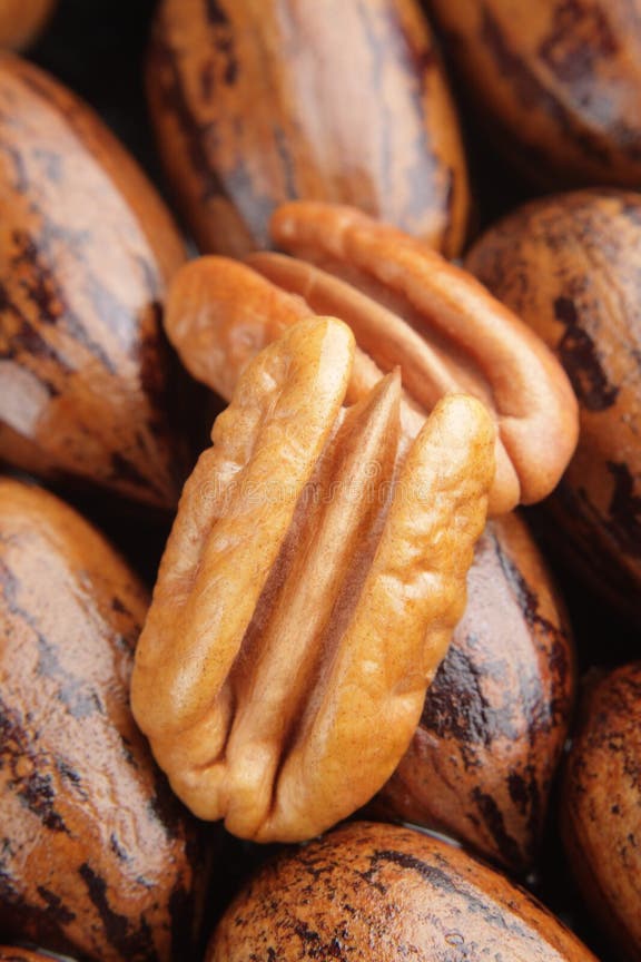 Two Pecan Halves on Background Stock Image - Image of protein, pecan ...
