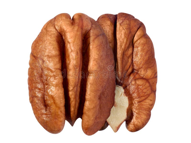One Pecan Nut Isolated on White Stock Photo - Image of delicious, brown ...
