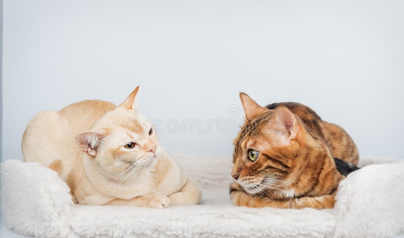 Two Cats are Talking To Each Other at Home Stock Image - Image of ...