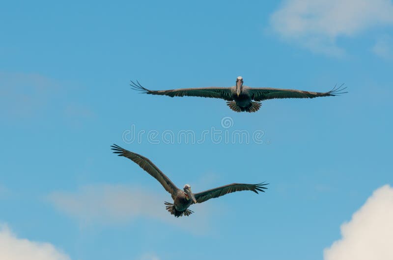 Two pelican in flight stock photo. Image of animals, bird - 67630944