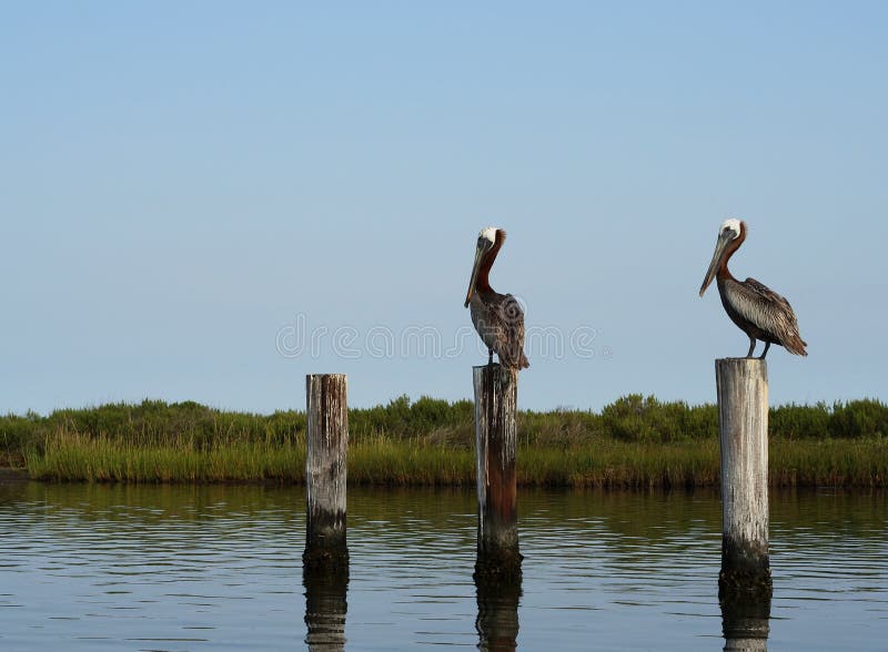 Two Pelican Landscape stock photo. Image of serene, still - 1199924