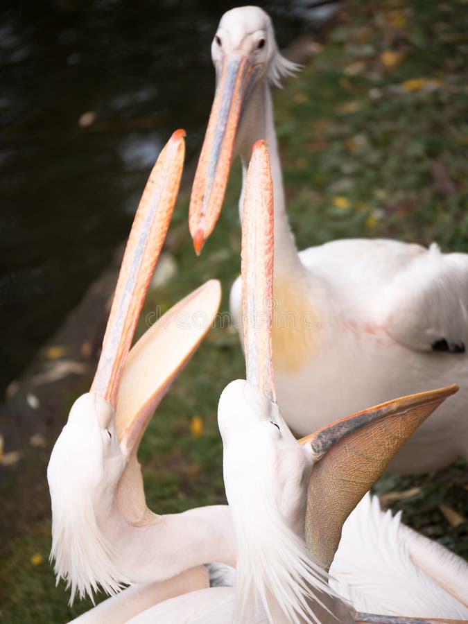 Two Pelican Standing Open Beak Stock Photos - Free & Royalty-Free Stock ...