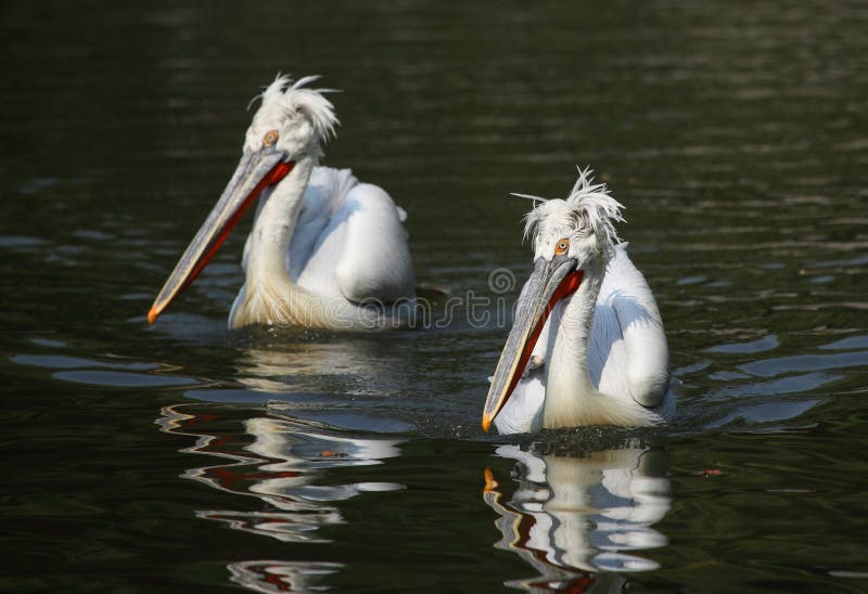 Two Pelicans stock image. Image of animal, feather, nature - 22153197