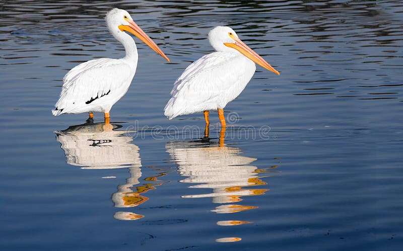 Two Pelicans Picture. Image: 425053