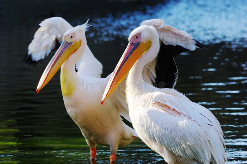 Two Pelicans stock image. Image of long, pond, lake, duck - 5731325