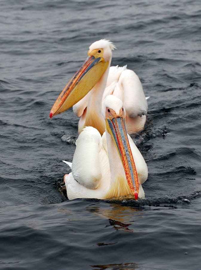 Two pelicans stock photo. Image of swim, clean, long, birds - 7134178