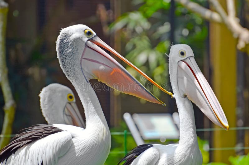 Two Pelicans Close-up in a Tropical Park on a Green Grass Meadow Stock ...