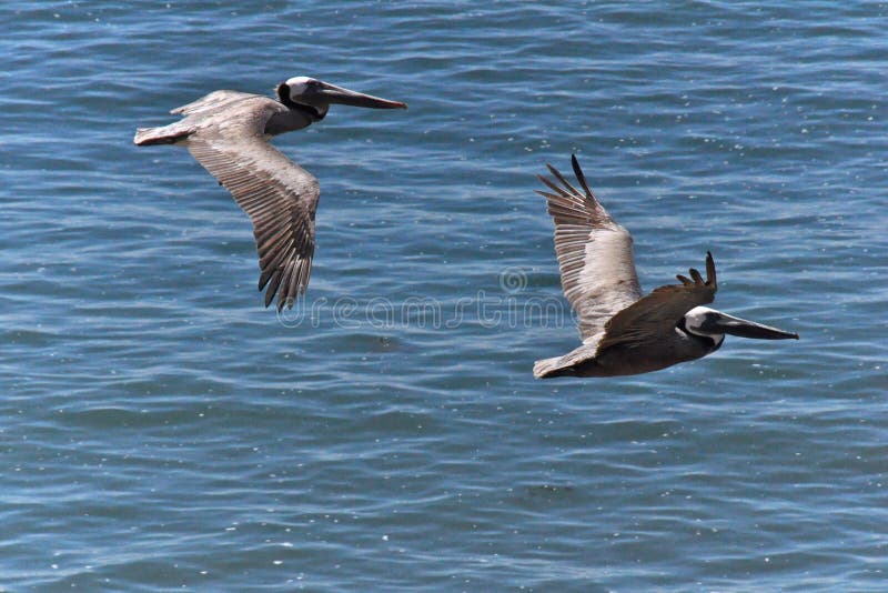 Two Pelicans stock image. Image of wing, glide, waterfowl - 47130889