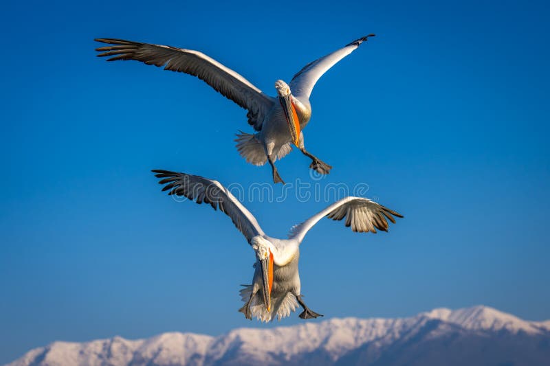 Two Pelicans Fly Looking Down Near Mountains Stock Image - Image of ...