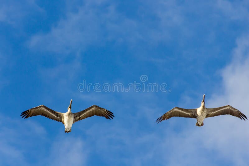 Two Pelicans are Flying on Blue Sky Stock Image - Image of divers, flap ...