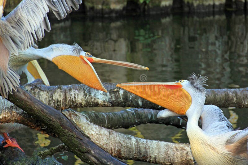 Two pelicans stock photo. Image of beak, pelicans, bird - 56268200