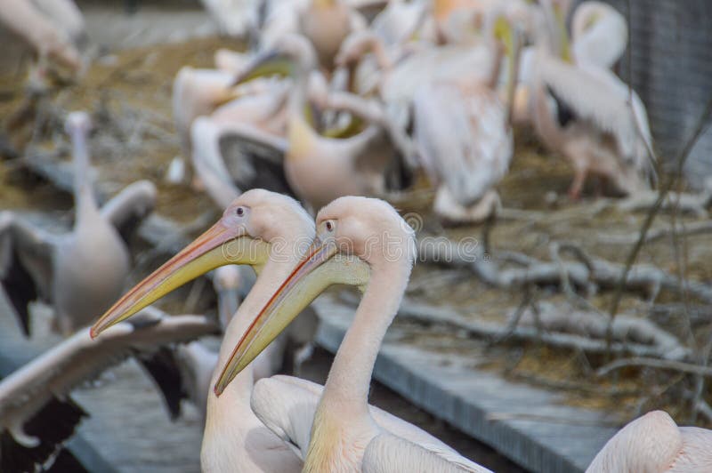 Two Pelicans in a Group stock image. Image of wild, pelican - 116485429