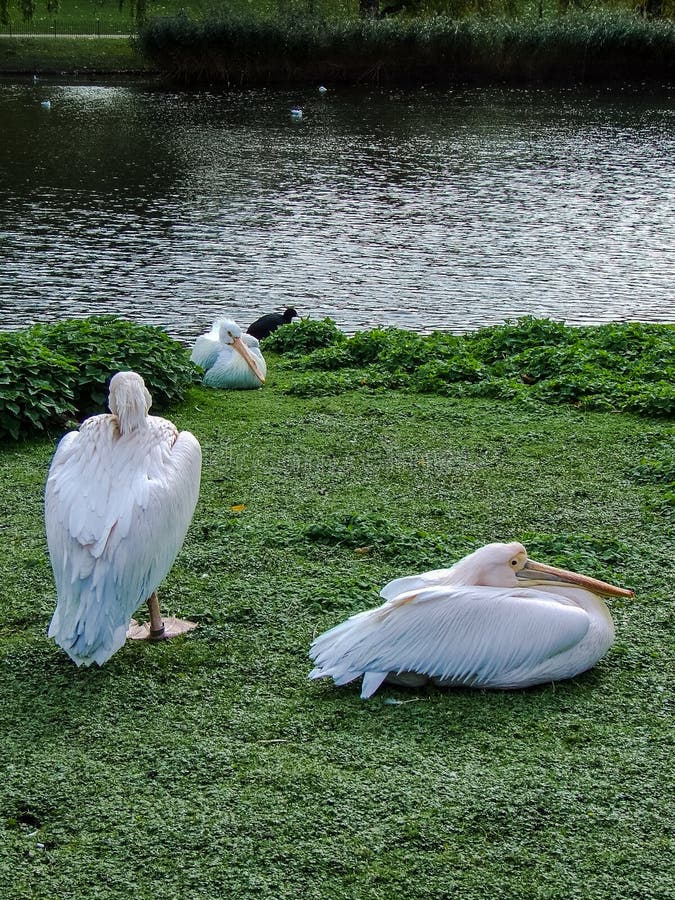 Two Pelicans on the Lakeside Stock Photo - Image of beak, pelican: 64672522