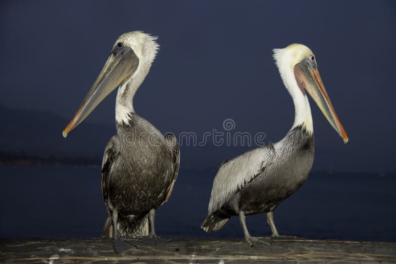 Two Pelicans at night stock photo. Image of beach, barbara - 12852634